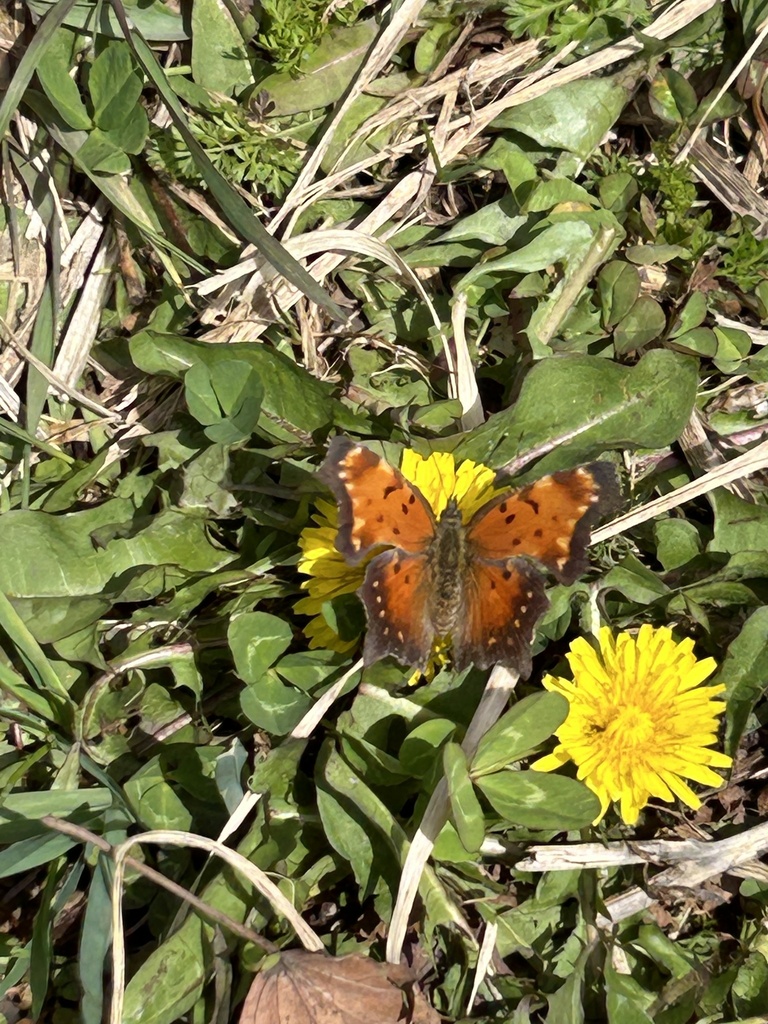 Gray Comma from Stone Rd E, Guelph, ON, CA on May 1, 2024 at 01:11 PM ...