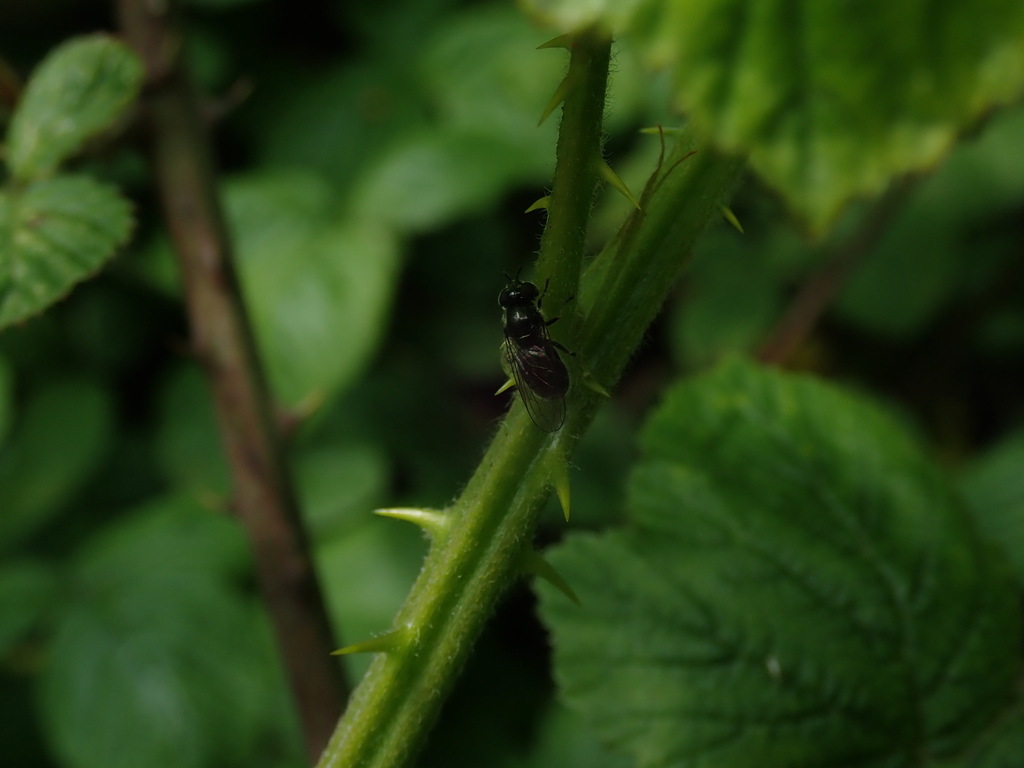 Heringia heringi from Warwickshire, UK on May 6, 2024 at 01:36 PM by ...
