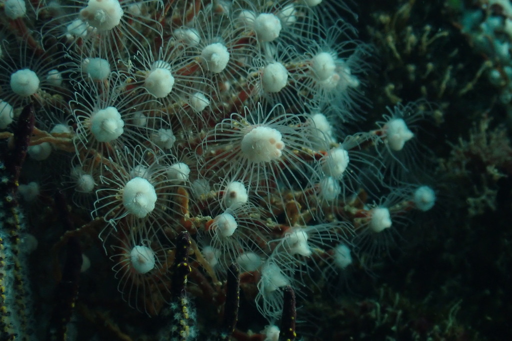 tubular hydroid from A la Calechosa on December 4, 2022 at 03:36 PM by ...