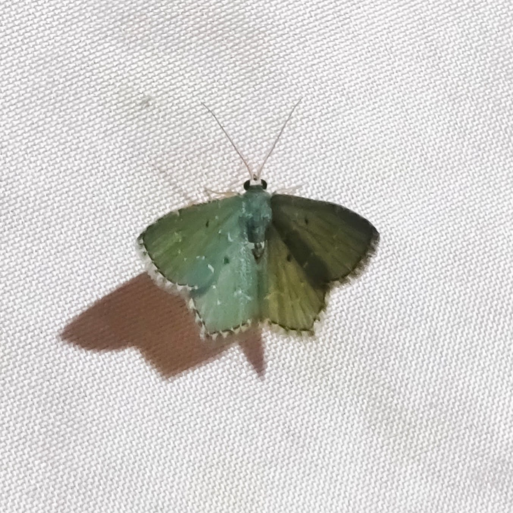 Lissochlora from Cruzeiro do Sul, AC, Brasil on May 6, 2024 at 10:27 AM ...