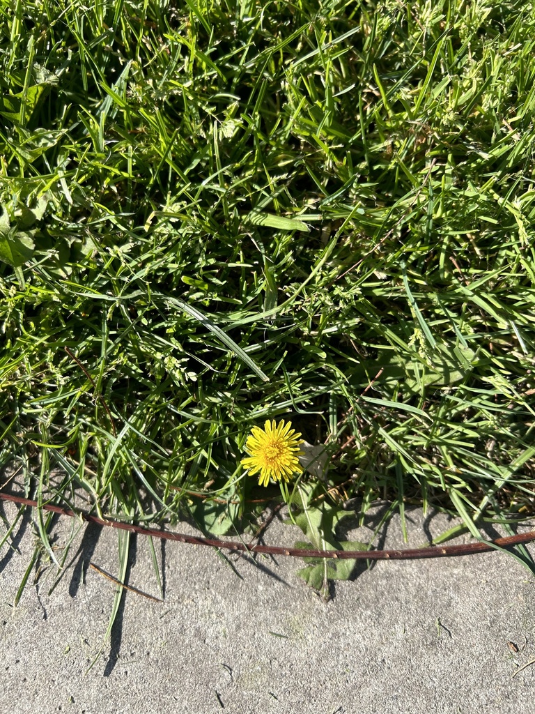 common dandelion from California State University, Fullerton, CA, US on ...