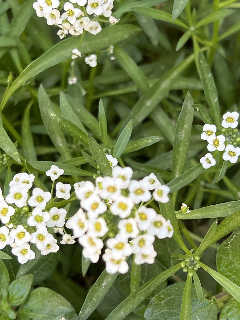 sweet alyssum from Malta, Hal Balzan, Malta, MT on May 6, 2024 at 12:46 ...