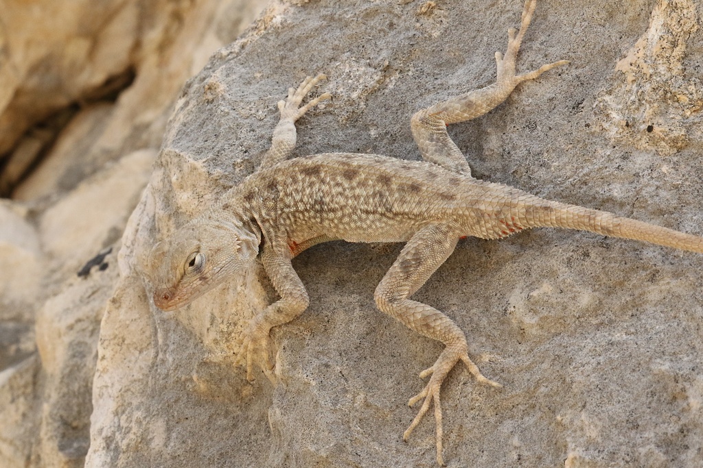 Canyon Lizard (Sceloporus merriami) (Wildlife of the United States ...