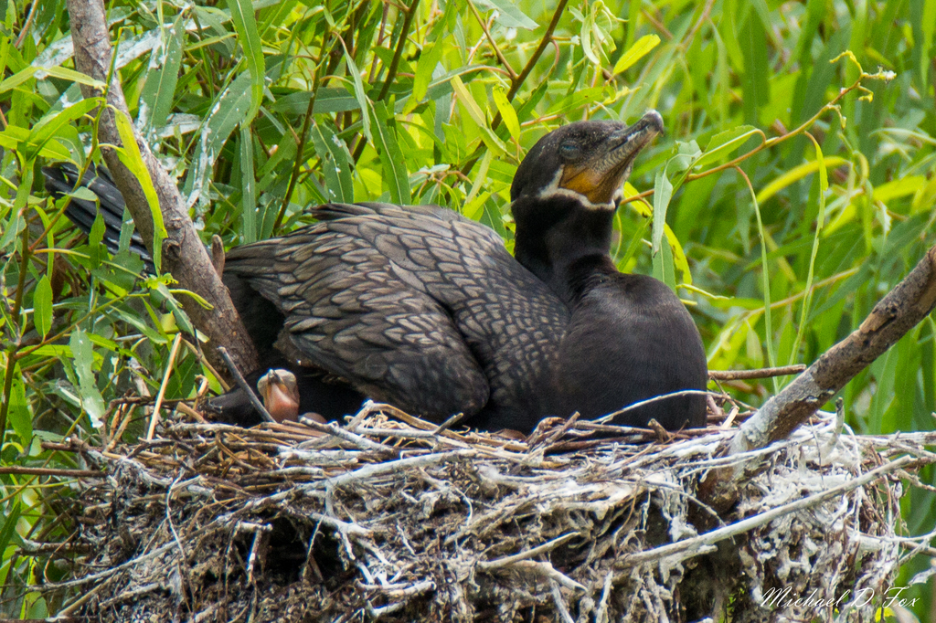 Neotropic Cormorant from High Island, Texas on April 24, 2016 at 11:08 ...