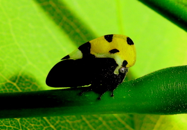 Mexican Treehopper from Lucas Martin, Xalapa-Enríquez, Ver., México on ...