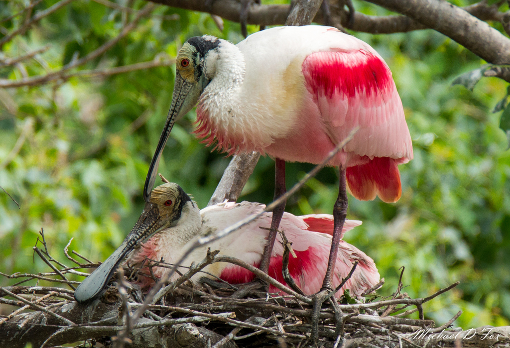 Roseate Spoonbill from High Island, Texas on April 24, 2016 at 11:10 AM ...