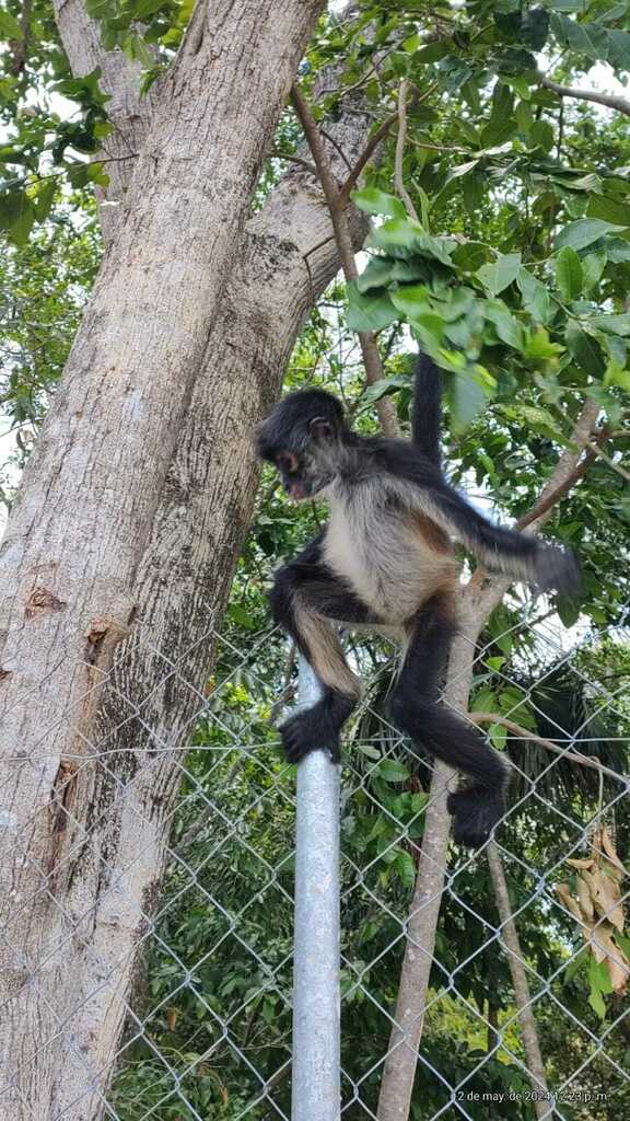 Central American Spider Monkey from Puerto Morelos, Q.R., México on May ...