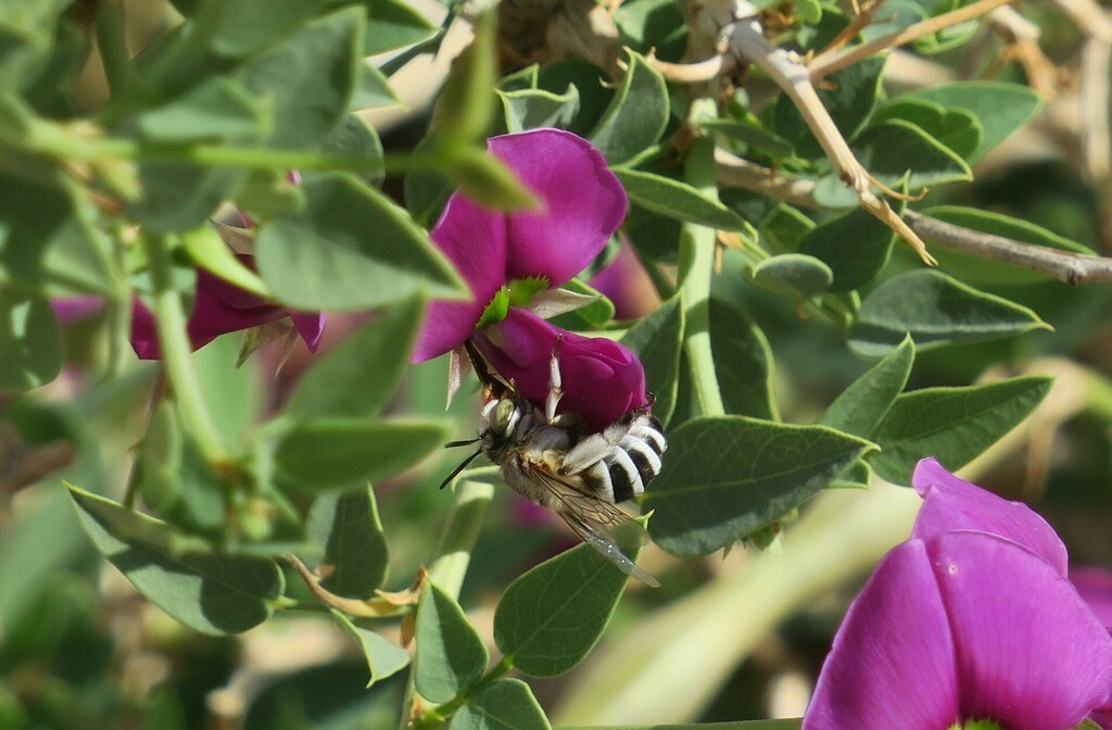 Blue-banded and Allied Digger Bees from Karas Region, Namibia on April ...