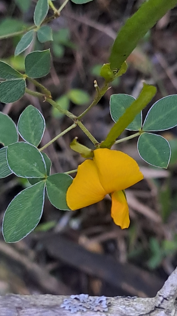 Velvet Silverpod from Lower Karatara valley, Knysna, ZA on May 6, 2024 ...