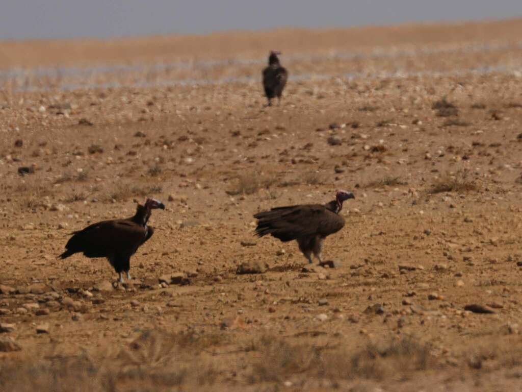 Lappet-faced Vulture in March 2024 by Alex Dreyer. Photo by Philip ...