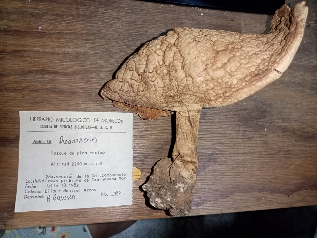 Amanita sect. Roanokenses from Col del Bosque, 62150 Cuernavaca, Mor ...