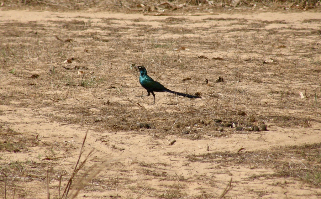 Long-tailed Glossy Starling from Thies, Senegal on June 11, 2008 at 04: ...