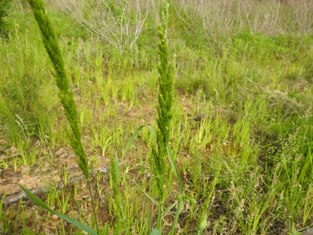 prairie wedge grass from Cherokee, Texas, United States on April 29 ...