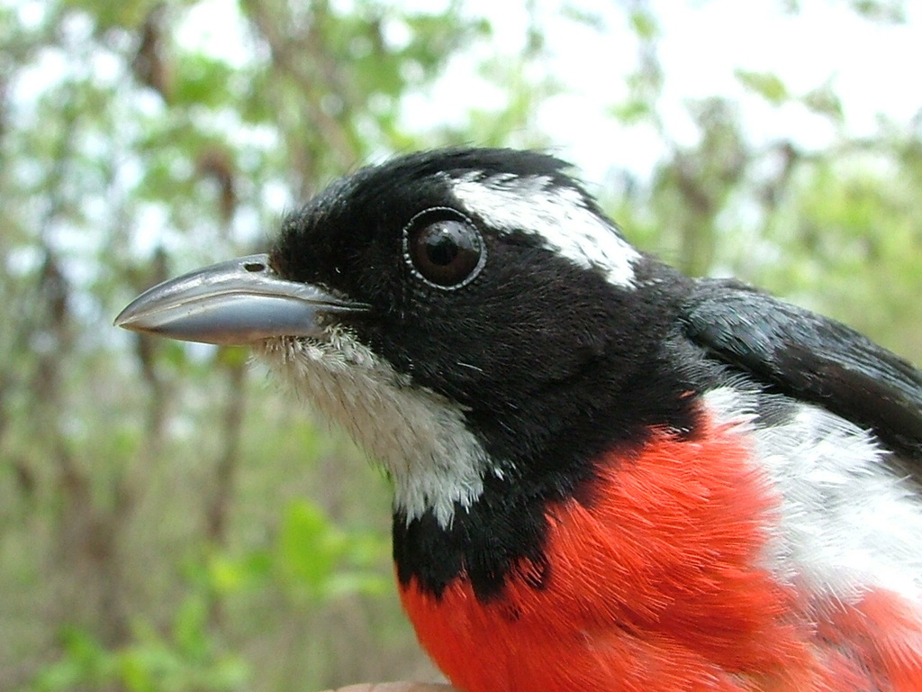 Red-breasted Chat from Manialtepec on June 18, 2005 at 02:49 PM by ...
