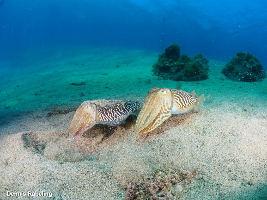 European Common Cuttlefish from Las Palmas, ES-CN, ES on May 6, 2024 at ...