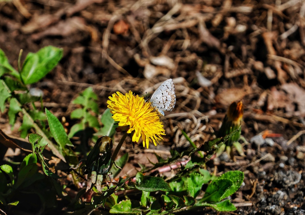 Northern Azure from Bill Teron Park, Ottawa, ON, CA on May 6, 2024 at ...