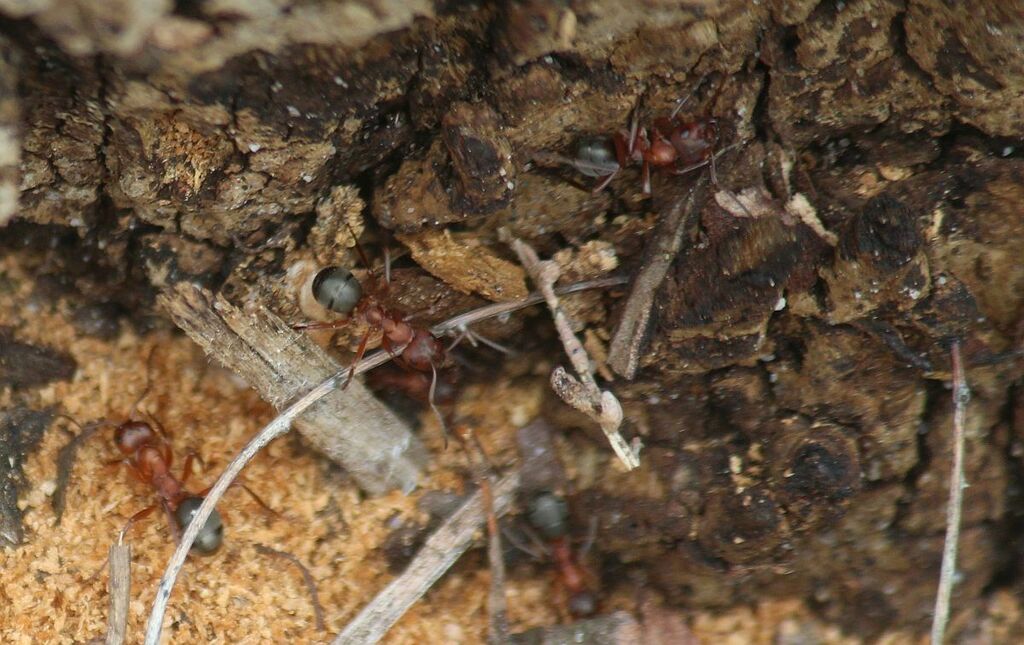 Blood-red Field Ant from Brownsea Island, Dorset, UK on May 5, 2024 at ...