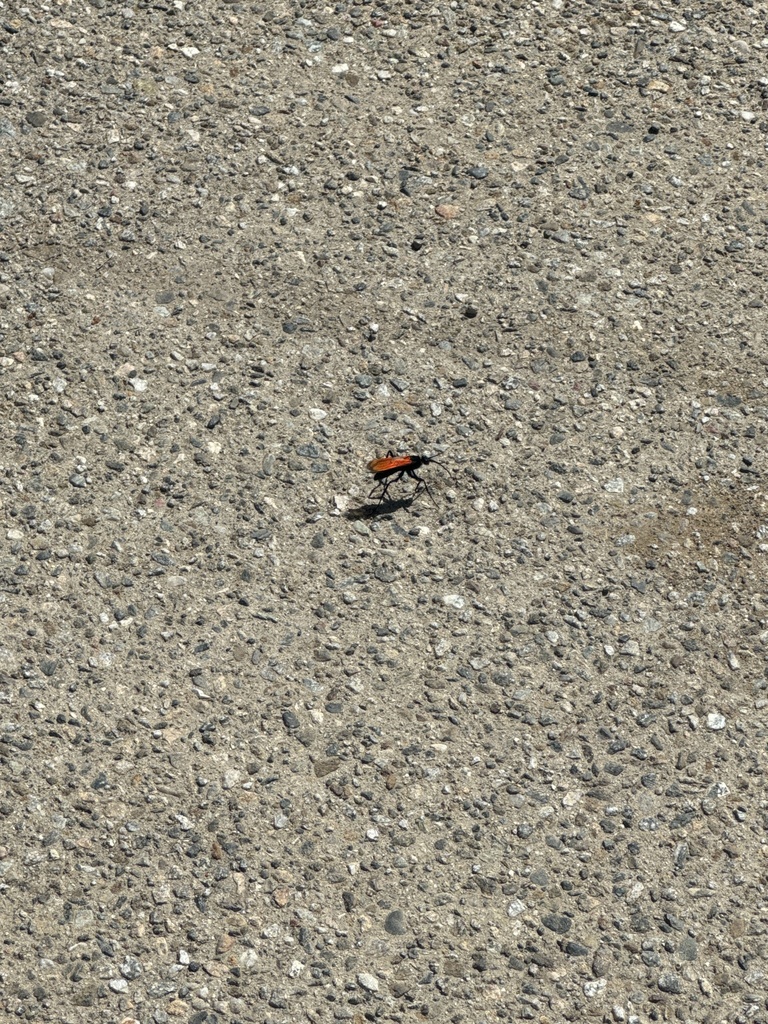 New World Tarantula-hawk Wasps from Innisfree Ct, Fullerton, CA, US on ...