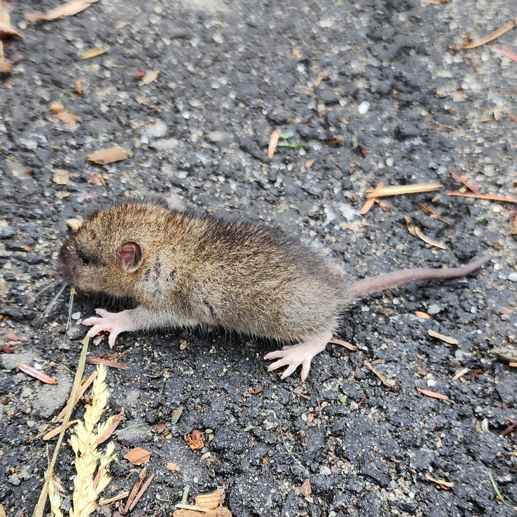 Brown Rat from Brooklyn Heights, Brooklyn, NY, USA on May 6, 2024 at 09 ...