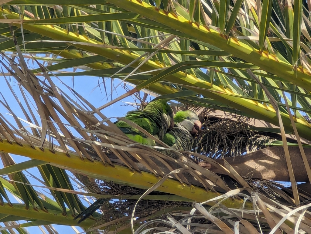 Monk Parakeet from 08870 Sitges, Barcelona, Spanyolország on May 6 ...