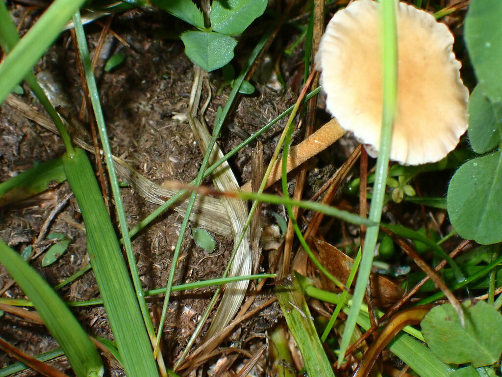 Common Gilled Mushrooms and Allies in May 2024 by Caleb Wardlaw ...