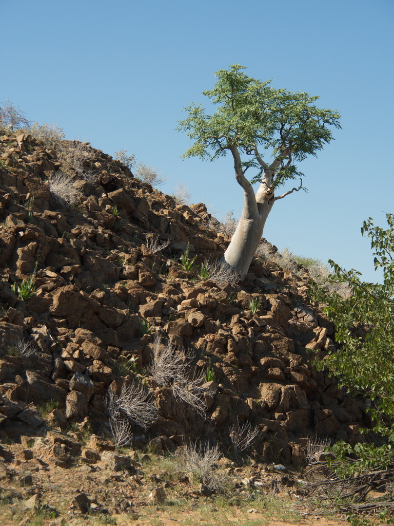 African Moringa from Kunene Region, Namibia on April 4, 2017 at 10:07 ...