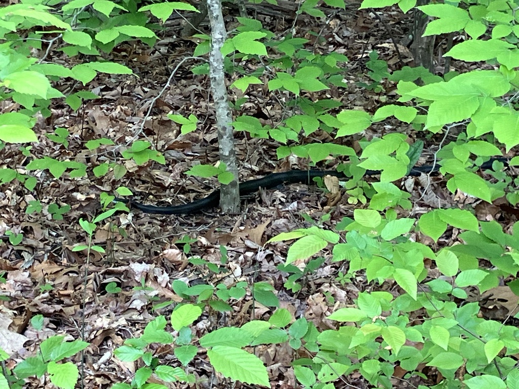 Colubrine Snakes from Lexington, NC, USA on April 28, 2024 at 12:12 PM ...