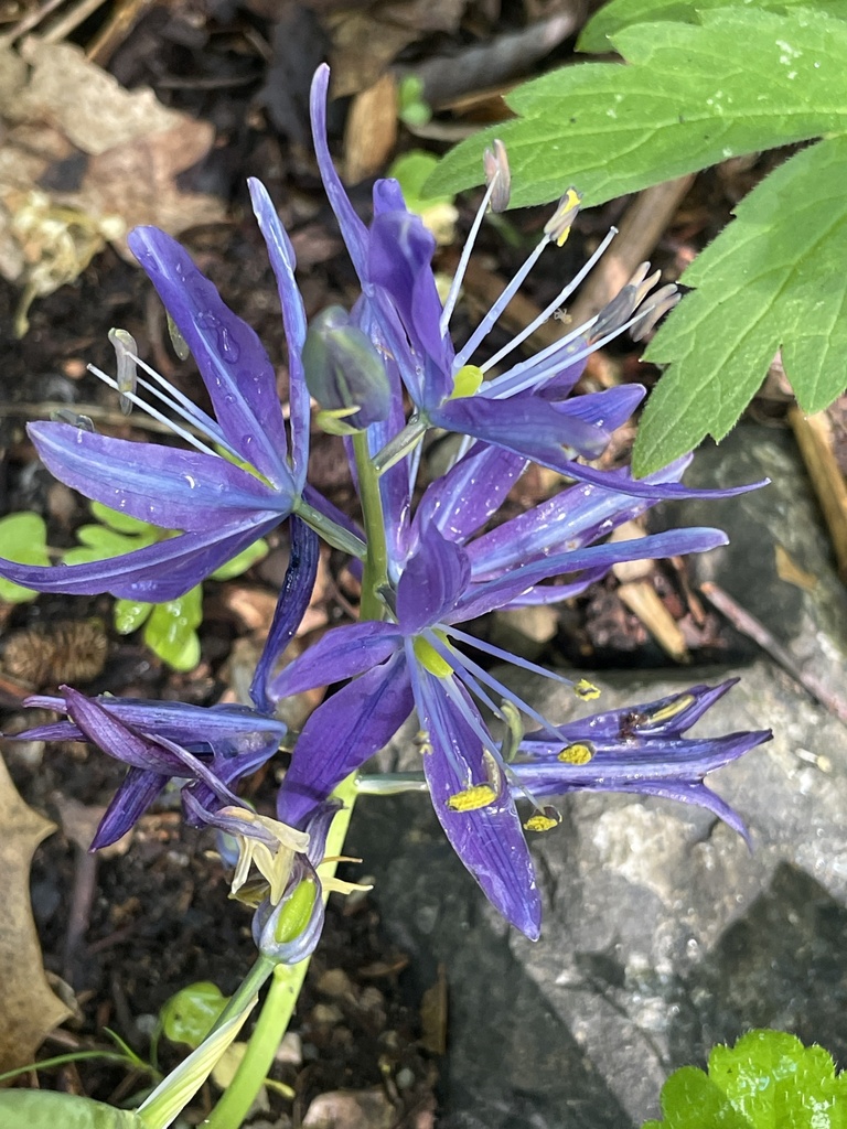 small camas from NE Roessel Rd, Belfair, WA, US on May 6, 2024 at 10:00 ...