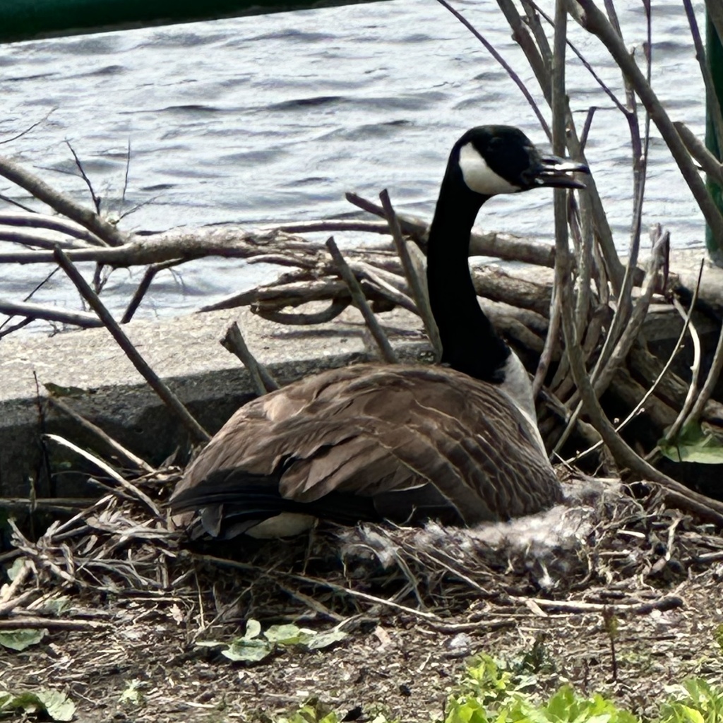 Canada Goose from N Harvard St, Cambridge, MA, US on May 6, 2024 at 01: ...
