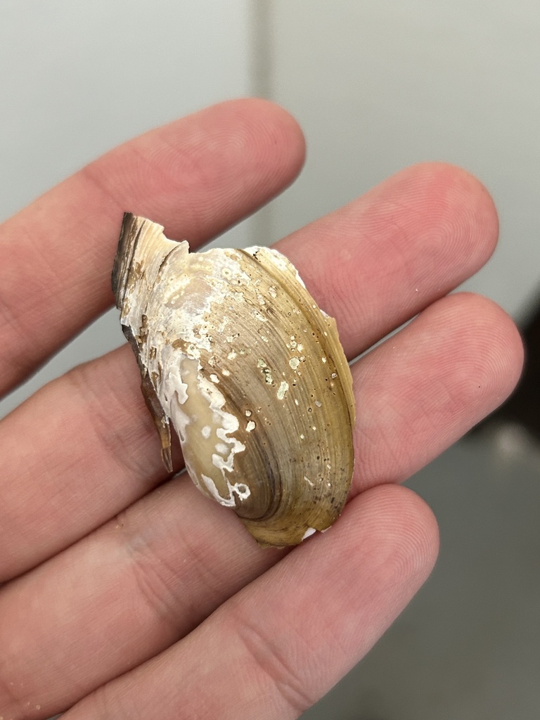 Floater Mussels from Hiawatha National Forest, Brimley, MI, US on May 6 ...