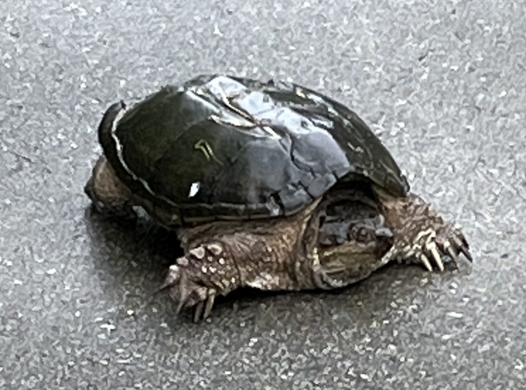 Common Snapping Turtle from Hope Valley, Durham, NC, US on May 4, 2024 ...
