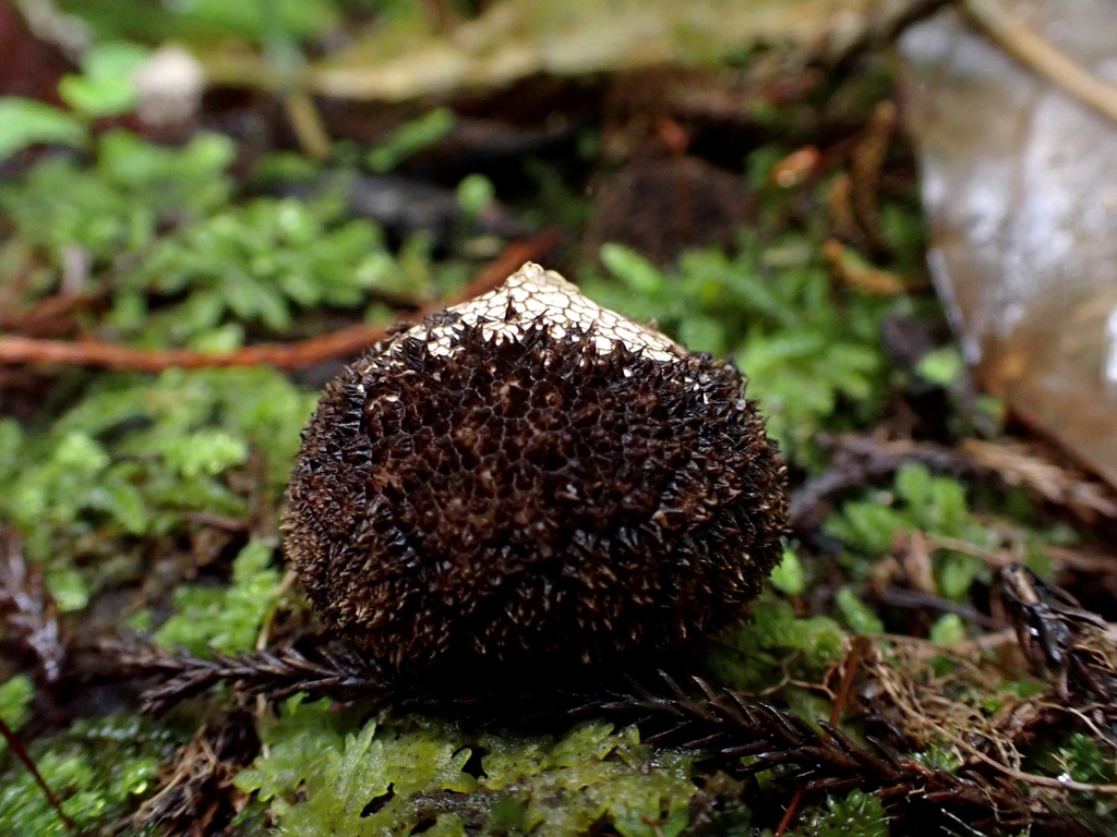 Lycoperdon compactum from Tongariro National Park, Tongariro National ...