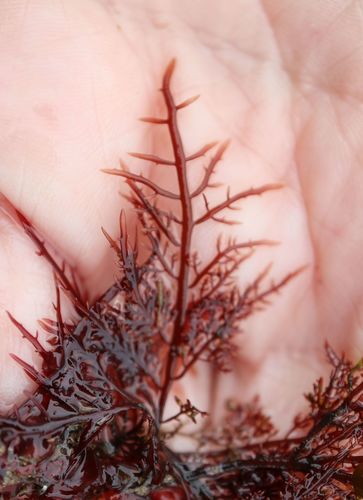 (Gelidium purpurascens)