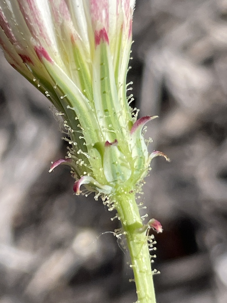 white tack-stem from Coronado National Forest, Tucson, AZ, US on May 6 ...
