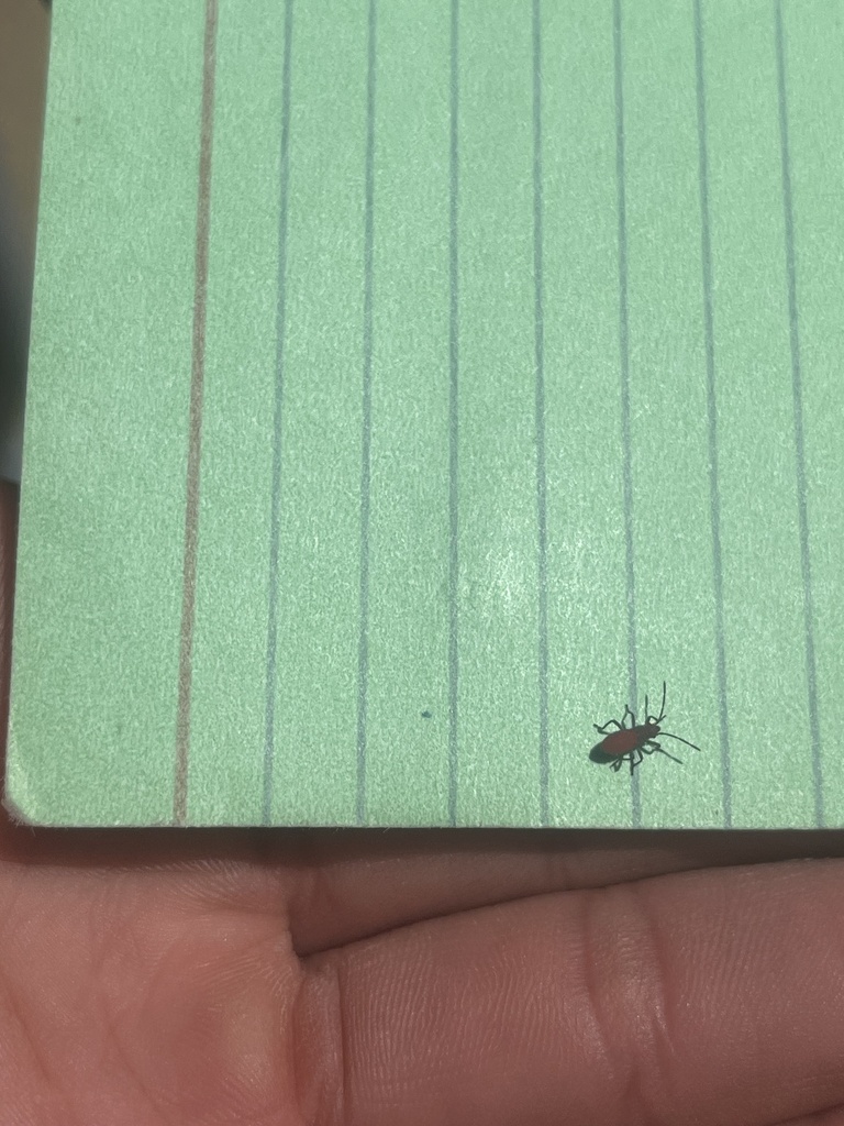 Boxelder Bugs from University of California, Riverside, Riverside, CA ...