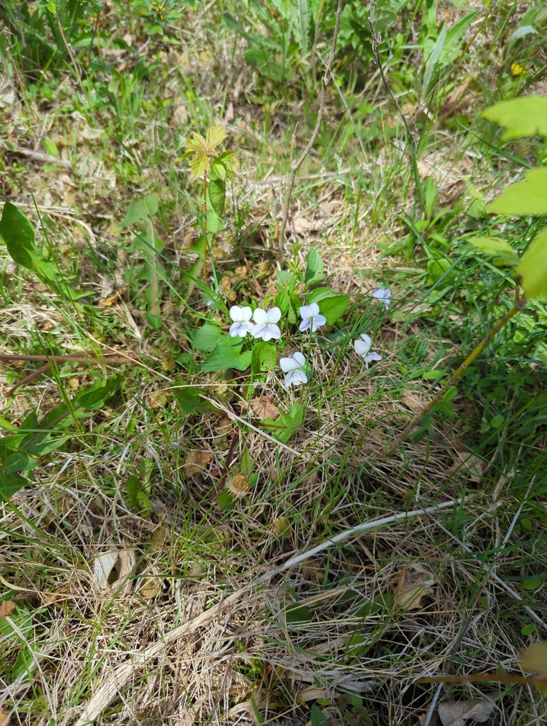common blue violet from Owatonna, MN, USA on May 6, 2024 at 01:51 PM by ...