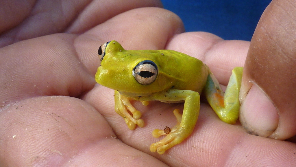 Hypsiboas albomarginatus (Herpeto's Mato Grosso BR) · iNaturalist