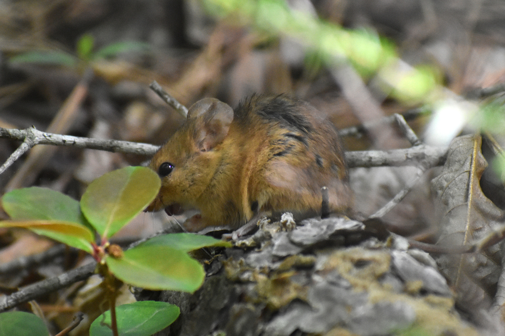Golden Mouse from UTK Field Station, TN, USA on May 2, 2024 at 10:30 AM ...