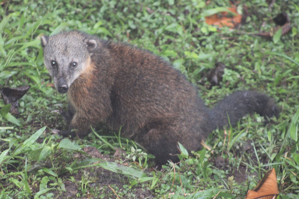 Mountain Coati in May 2024 by David Weaver · iNaturalist