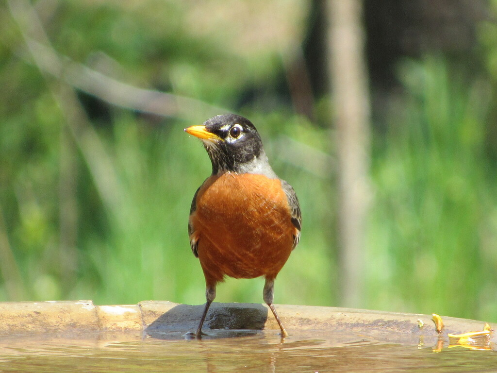 American Robin from Afton, MN, USA on May 6, 2024 at 12:51 PM by ...