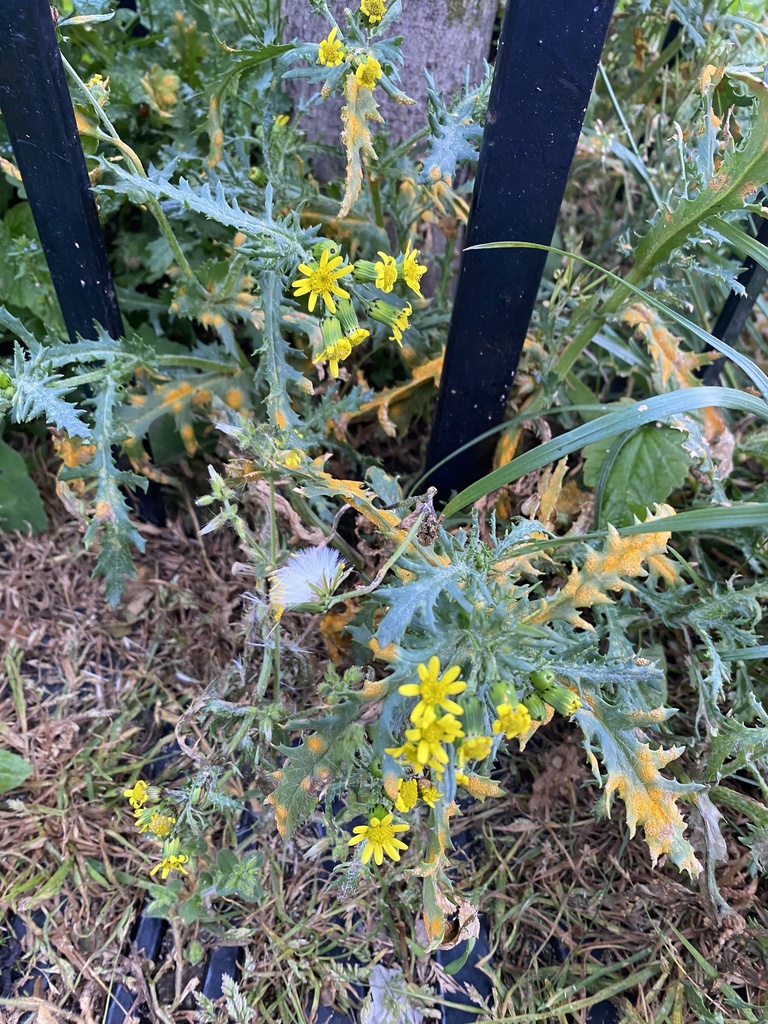 York groundsel in May 2024 by Kian Hayles-Cotton · iNaturalist