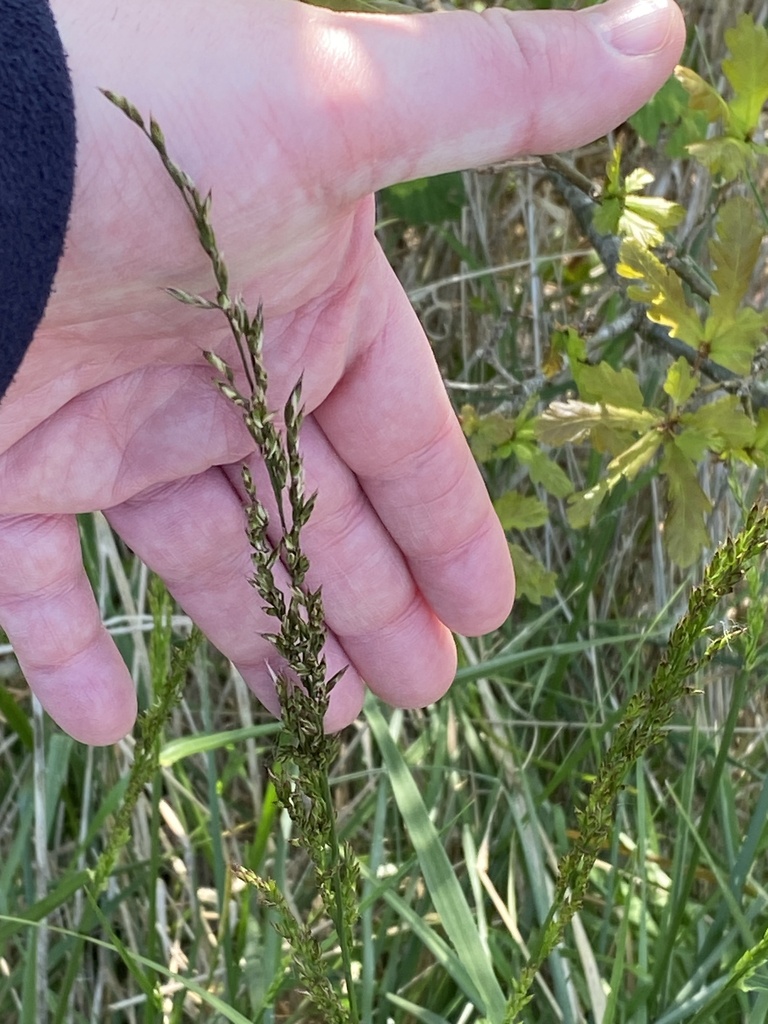 Greater Tussock-sedge from The Norfolk Broads, Norwich, England, GB on ...