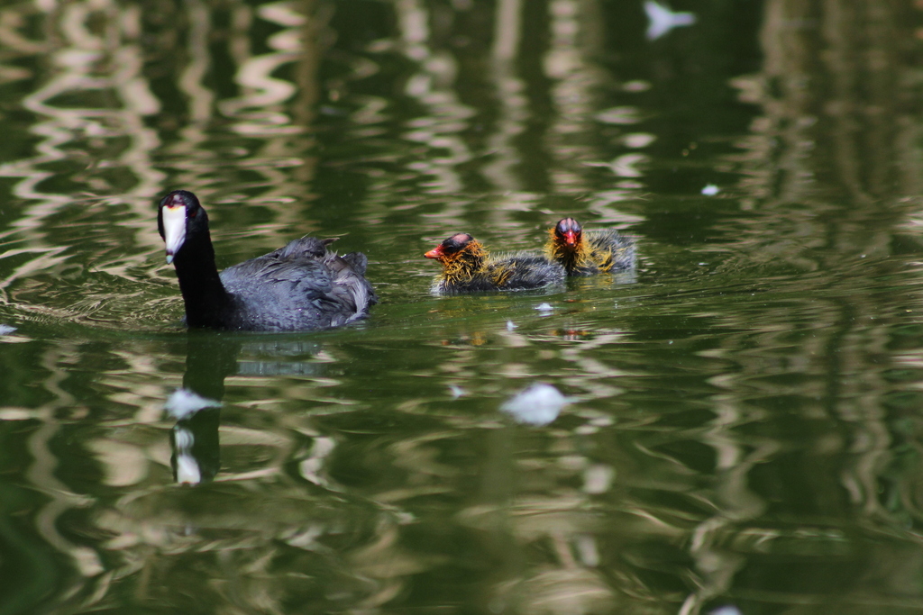 American Coot in May 2024 by Ramón Isaac Miramontes Cinco · iNaturalist