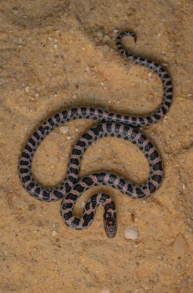 Short-tailed Snake in September 2020 by connorragland · iNaturalist