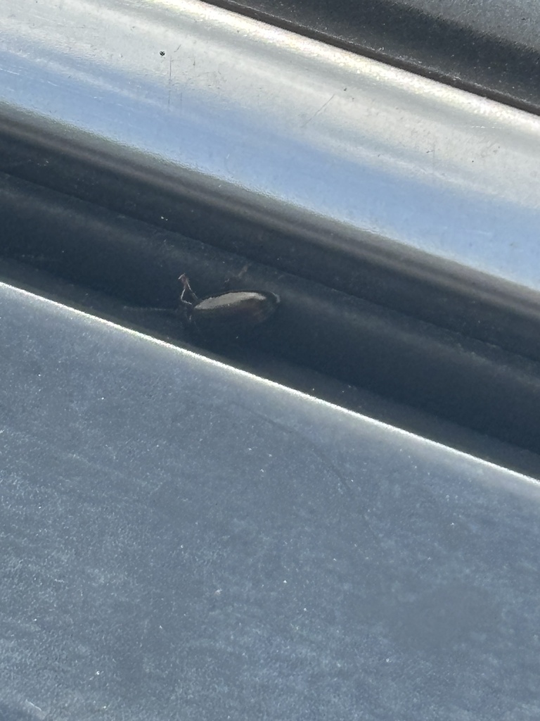 Winged and Once-winged Insects from Oak Hill Dr, San Antonio, TX, US on ...