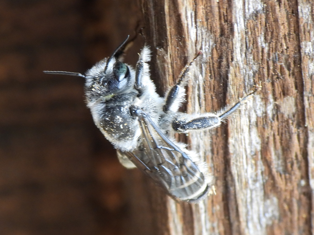 Texas Leafcutter Bee from Cedar Hill, TX, USA on May 6, 2024 at 01:03 ...