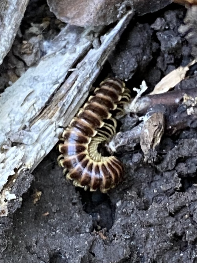 Traveling Cherry Millipede from Murphy-Hanrehan Park Reserve, Credit ...