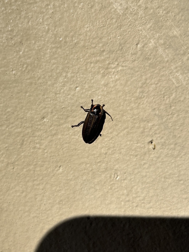 Winter Firefly from Hiawatha National Forest, Brimley, MI, US on May 6 ...