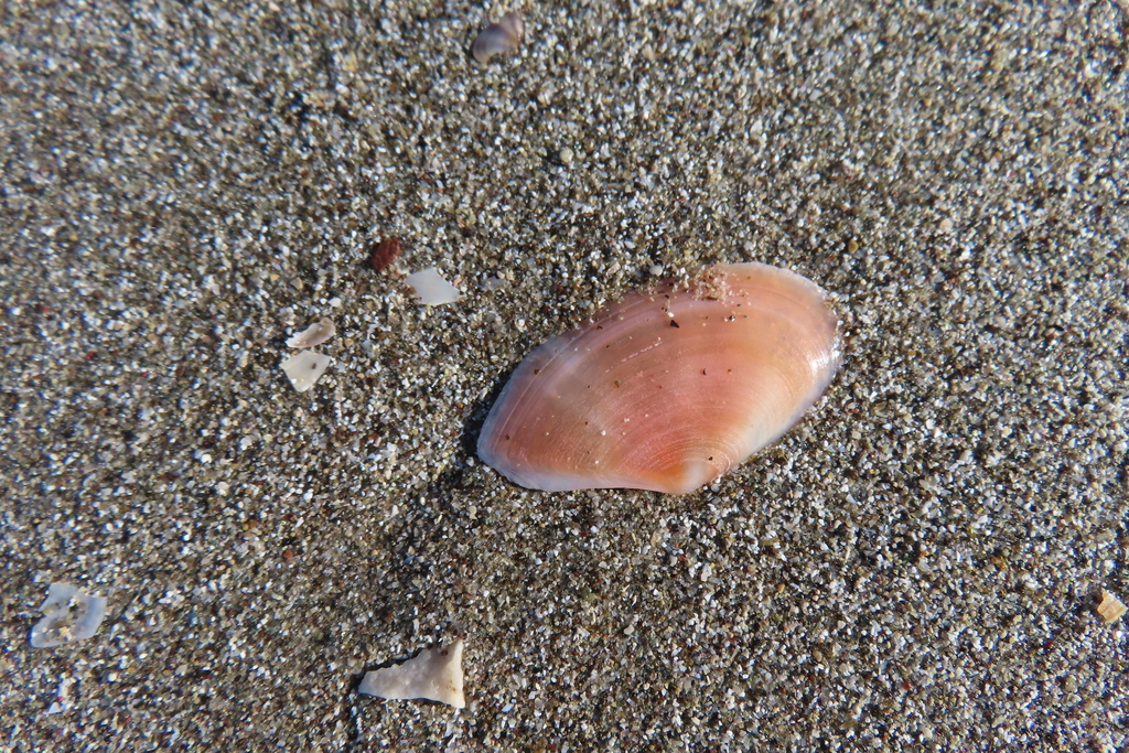 Bosemprella incarnata from 阿尔巴尼亚发罗拉 on May 5, 2024 at 01:58 PM by Wei_Zhou · iNaturalist