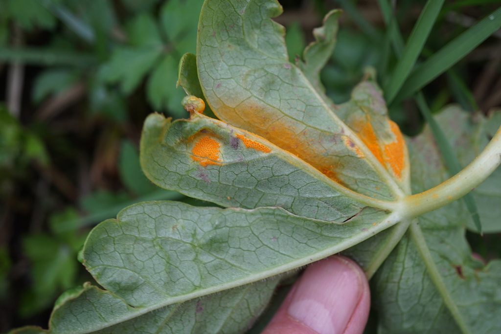 Mayapple Rust from Romney, Chatham-Kent, ON, Canada on May 3, 2024 at ...